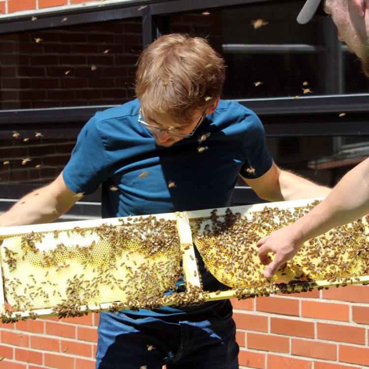 Blackburn Bee Program Shares New Observation Hive - Blackburn College