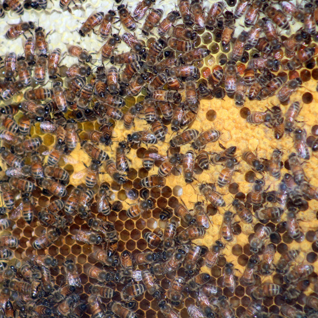 Blackburn Bee Program Shares New Observation Hive - Blackburn College